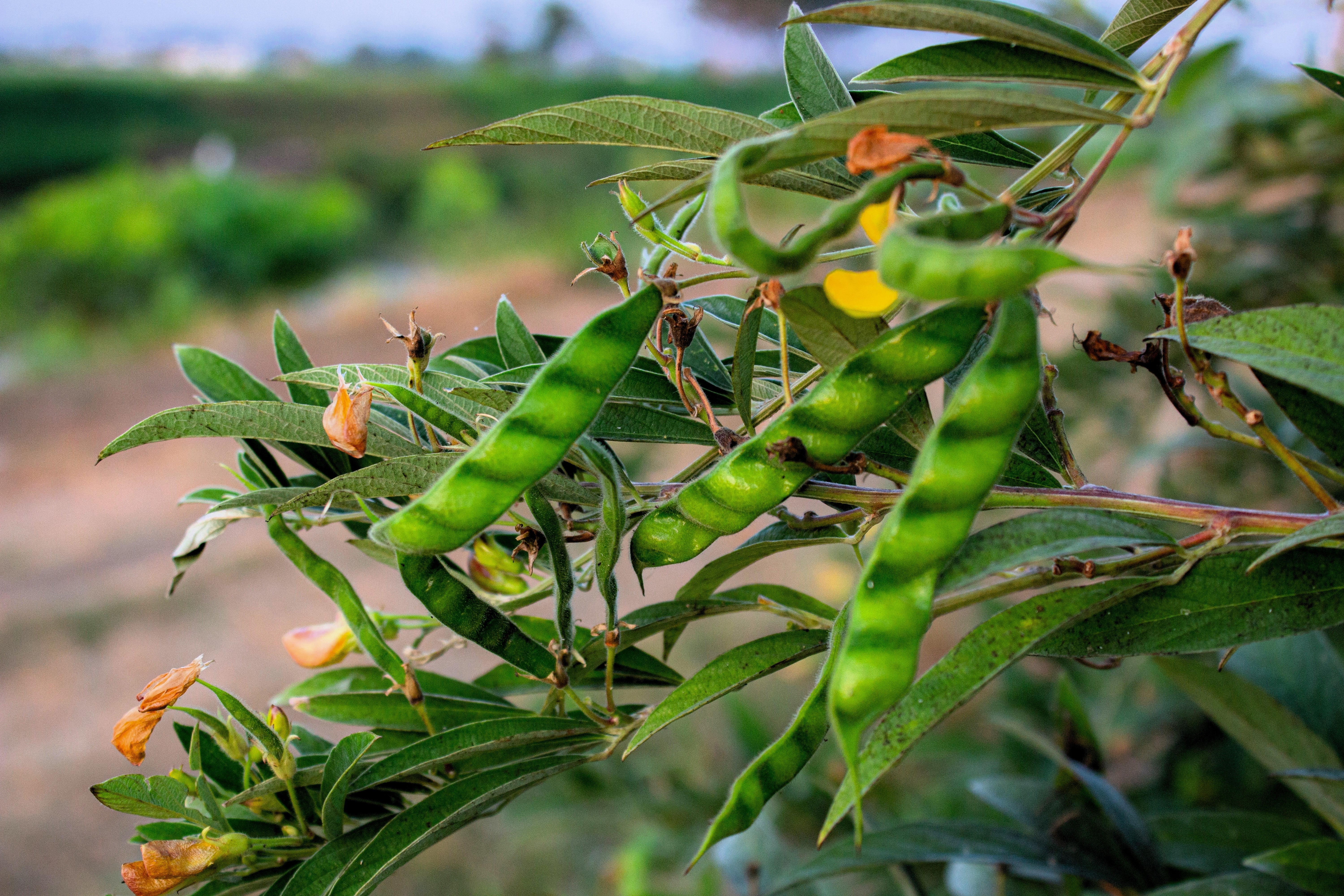 30 PIGEON PEA Dhal Gungo Puerto Rico Bean Cajanus Cajan Vegetable Seed ...