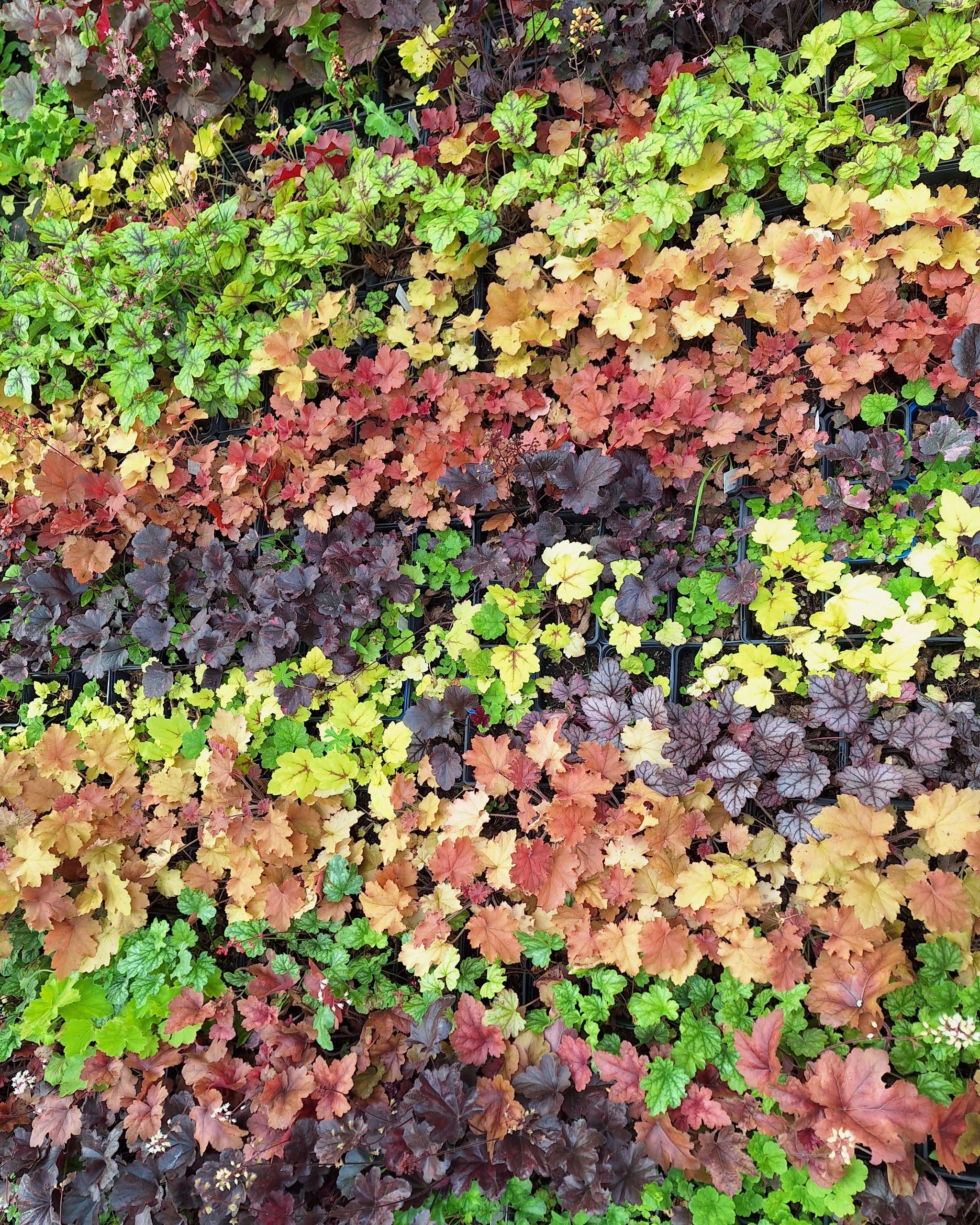 1200 Mixed Colors CORAL BELLS HEUCHERA Shade Flower Seeds – Seedville USA