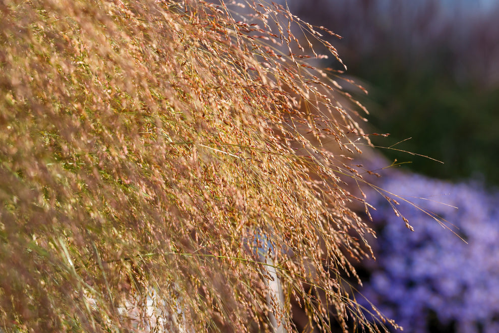 1000 SWITCHGRASS Tall Panic Switch Grass Panicum Virgatum Red Flower S ...