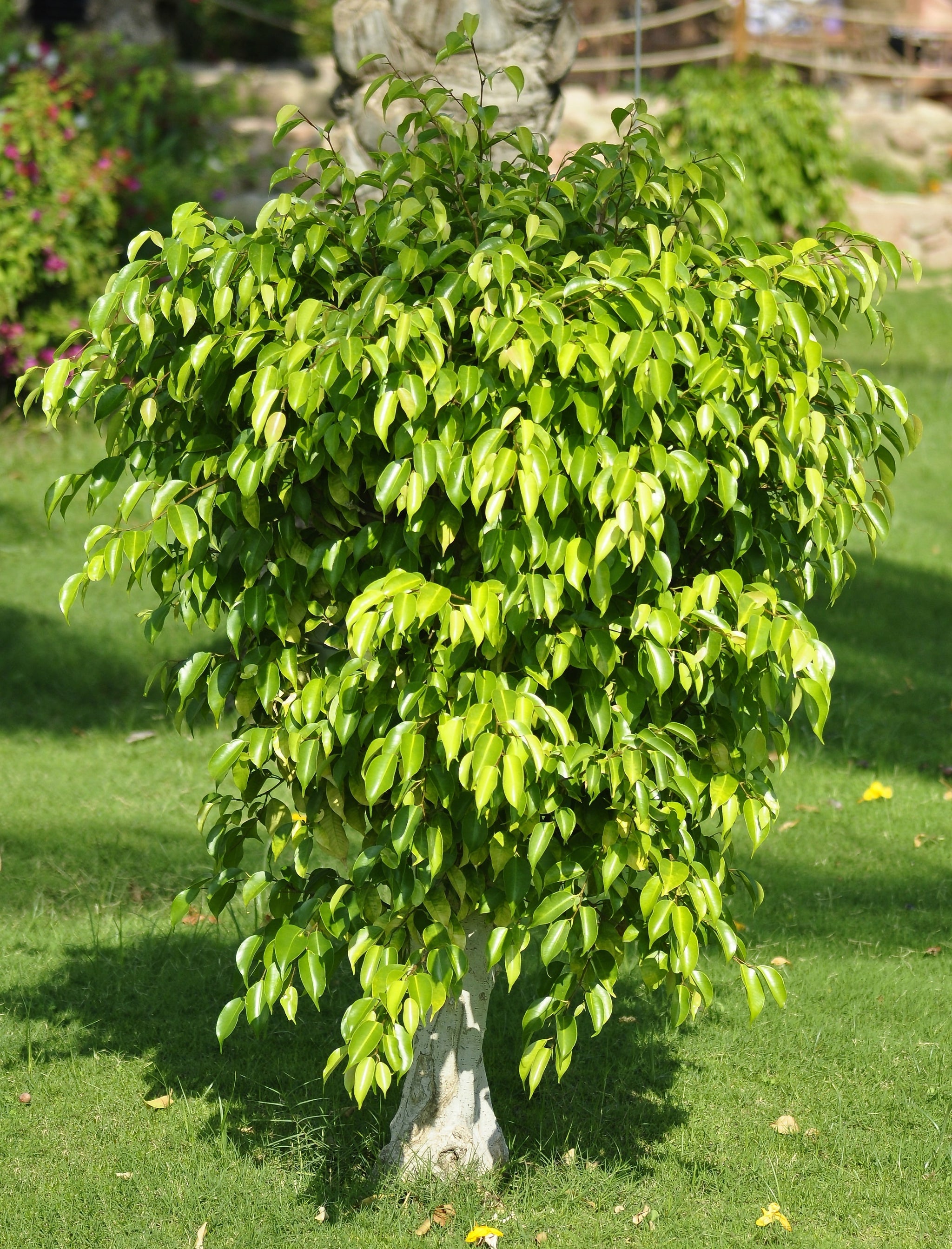 50 WEEPING FIG Ficus Benjamina Benjamin Indian Rubber Tree Houseplant ...