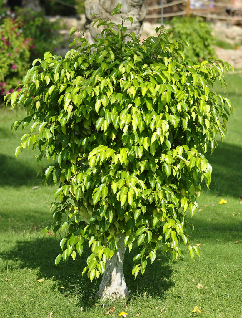 50 WEEPING FIG Ficus Benjamina Benjamin Indian Rubber Tree Houseplant ...