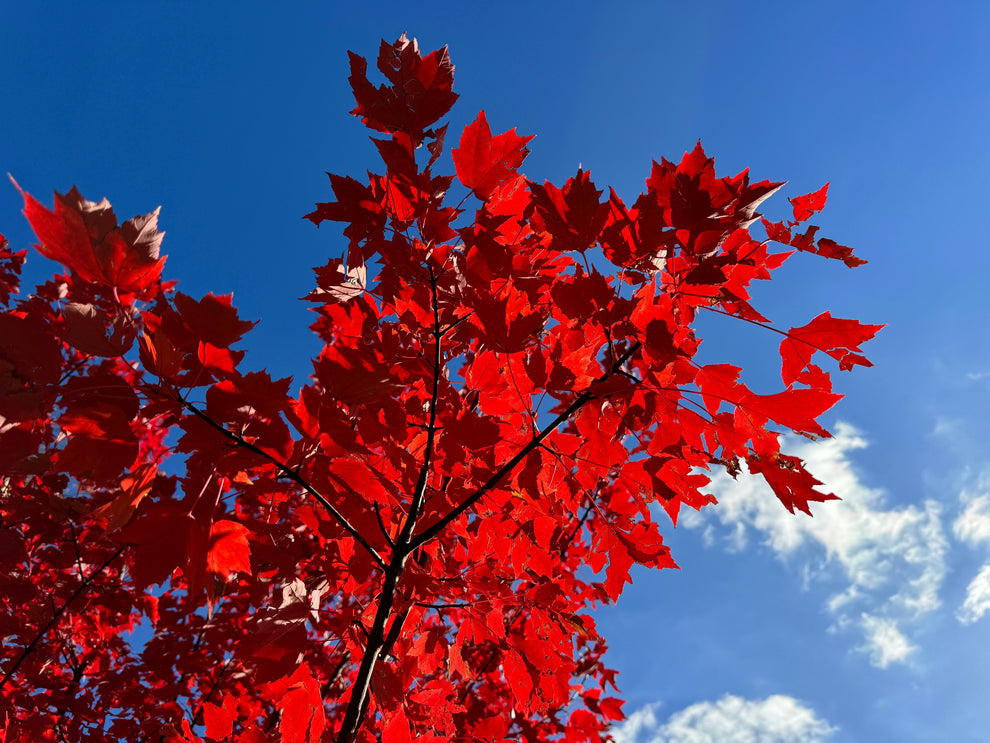 25 Scarlet CAROLINA RED MAPLE Tree Acer Rubrum Seeds – Seedville USA