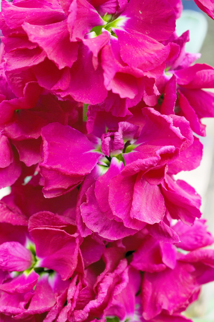 50 Rose PINK STOCK Matthiola Incana Ten-Week Gillyflower Seeds ...