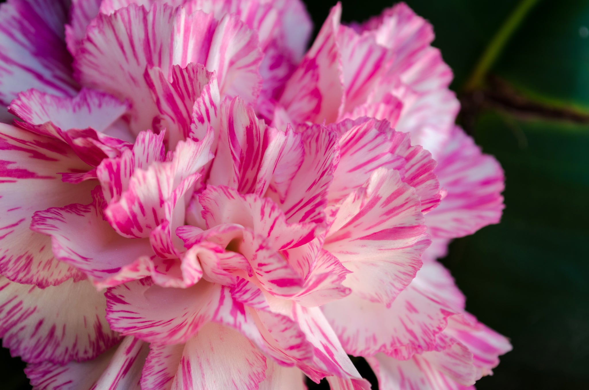 50 PICOTEE MIX CARNATION Dianthus Caryophyllus Double Bicolor Striped ...