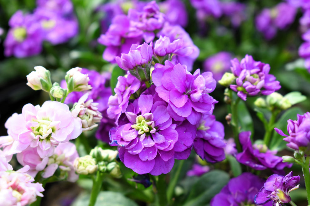 50 BLUE STOCK Matthiola Incana Ten-Week Gillyflower Seeds – Seedville USA