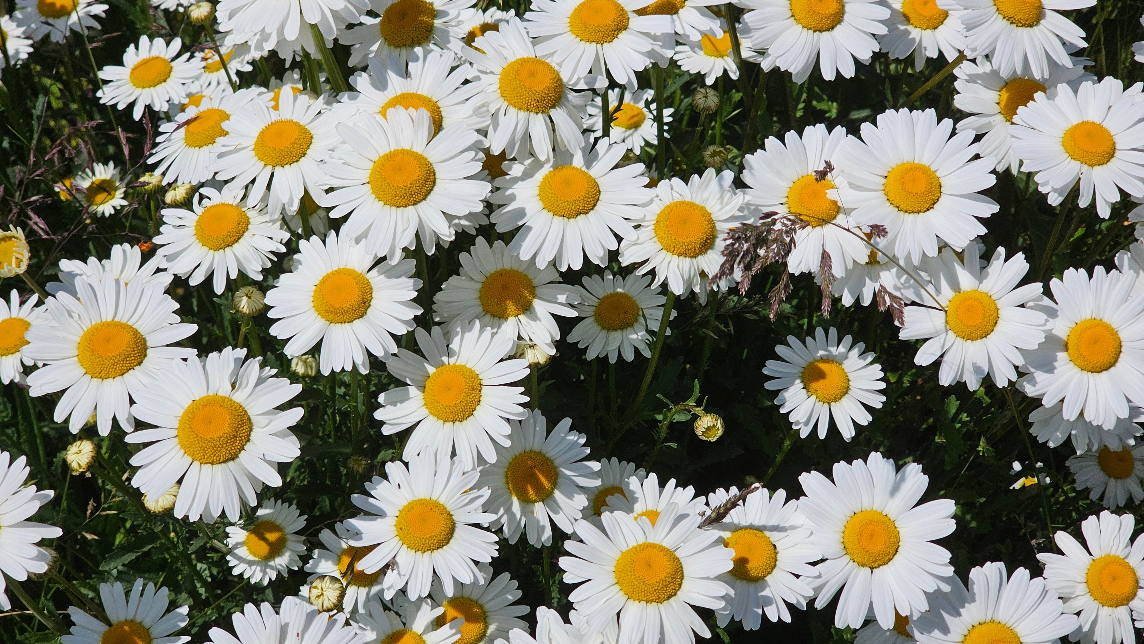 1000 DWARF White SHASTA DAISY Chrysanthemum Maximum Flower Seeds ...