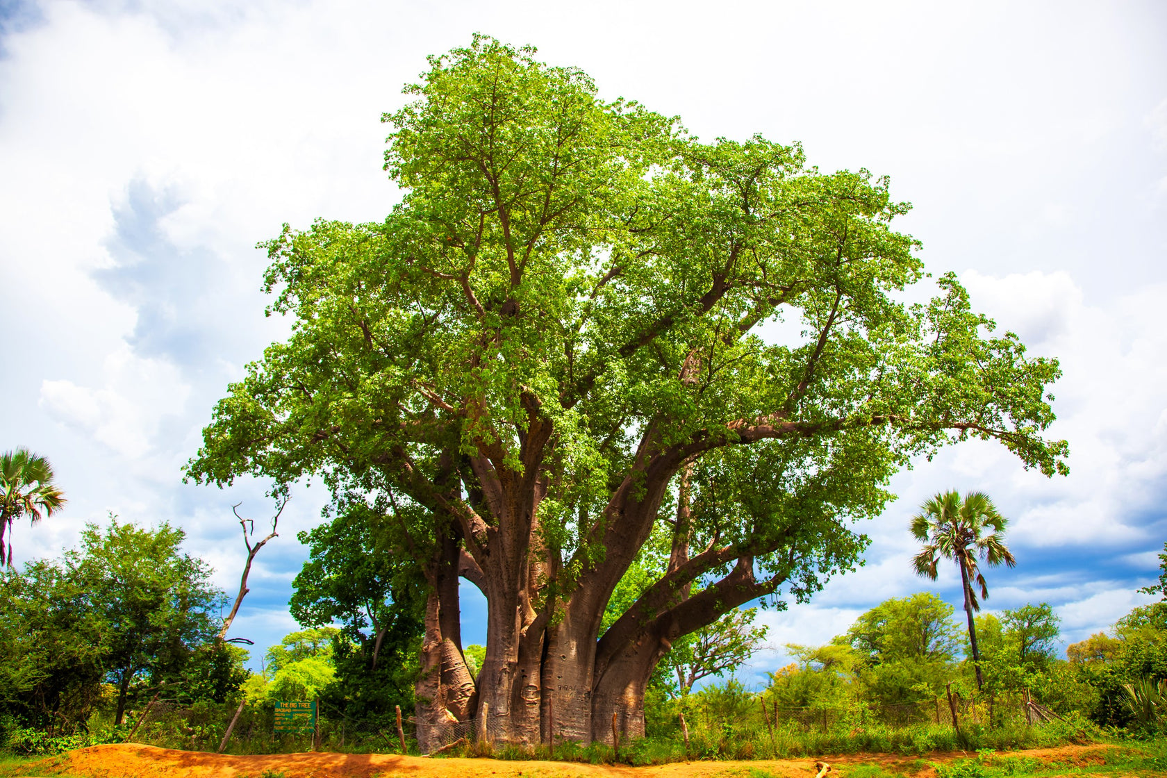 5 African BAOBAB TREE Adansonia Digitata Monkey Bread Judas Fruit Seed ...