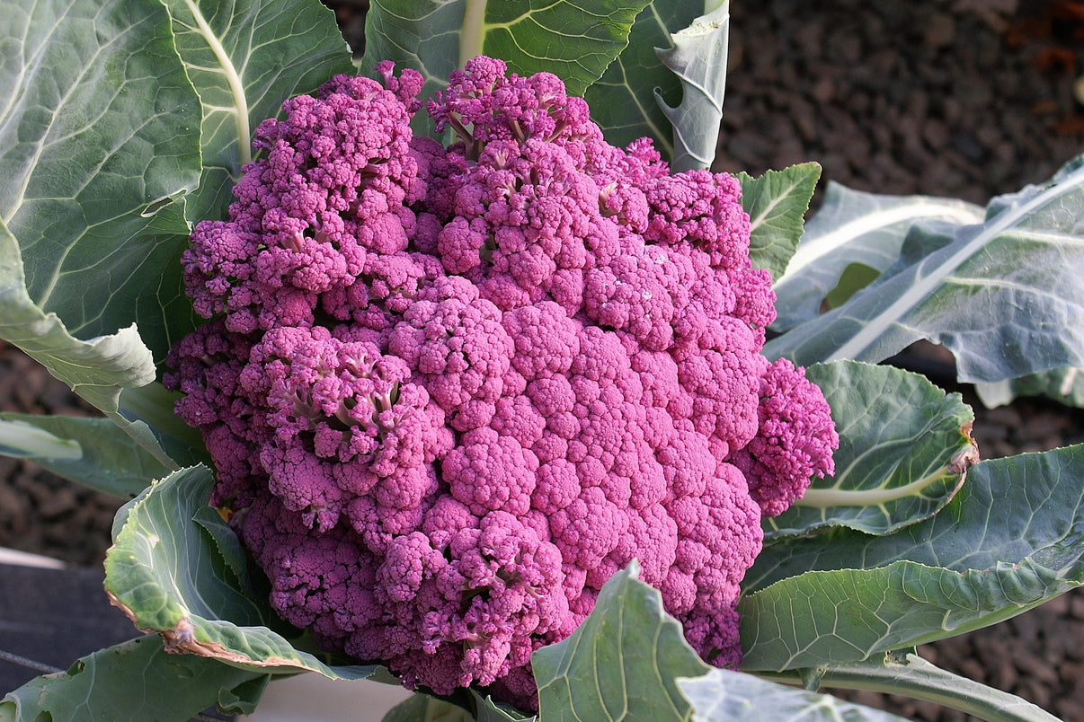 25 PURPLE CAULIFLOWER Violet Queen Brassica Oleracea Botrytis Vegetabl ...