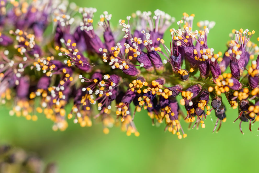 50 FRAGRANT FALSE INDIGO (Dwarf Wild Indigo) Amorpha Nana Flower Seeds ...