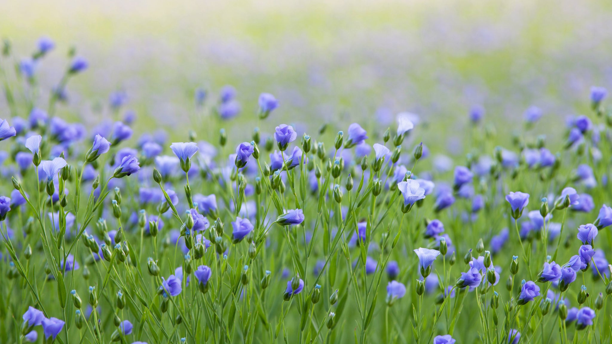 100 BLUE FLAX (Prairie Flax / Lewis Blue Flax) Linum Perenne Lewisii F ...