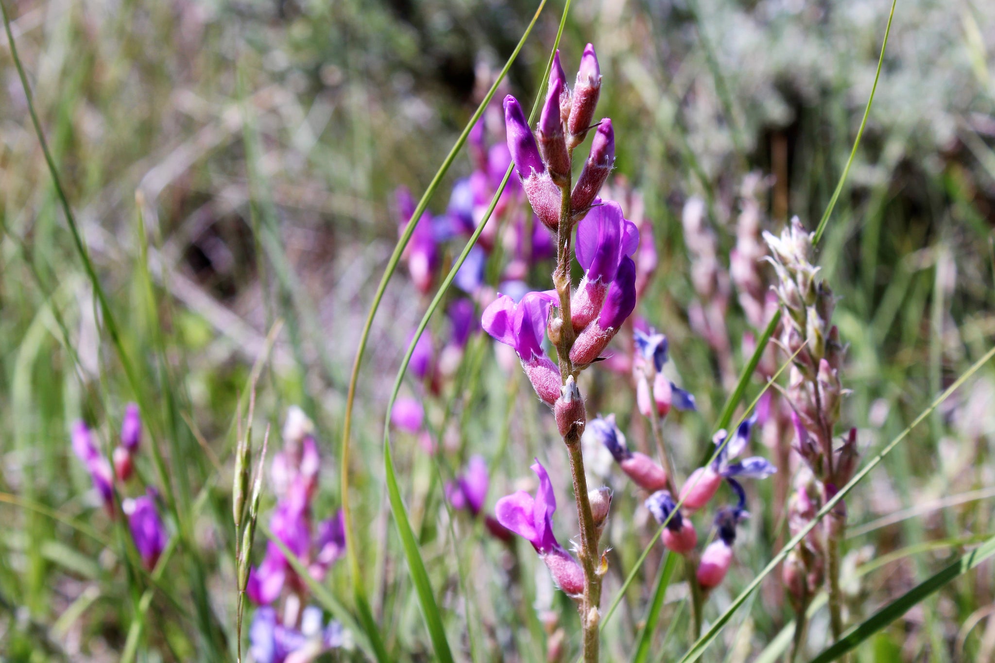 30 Purple LOCOWEED CRAZYWEED Oxytropis Lambertii Native Flower Seeds ...