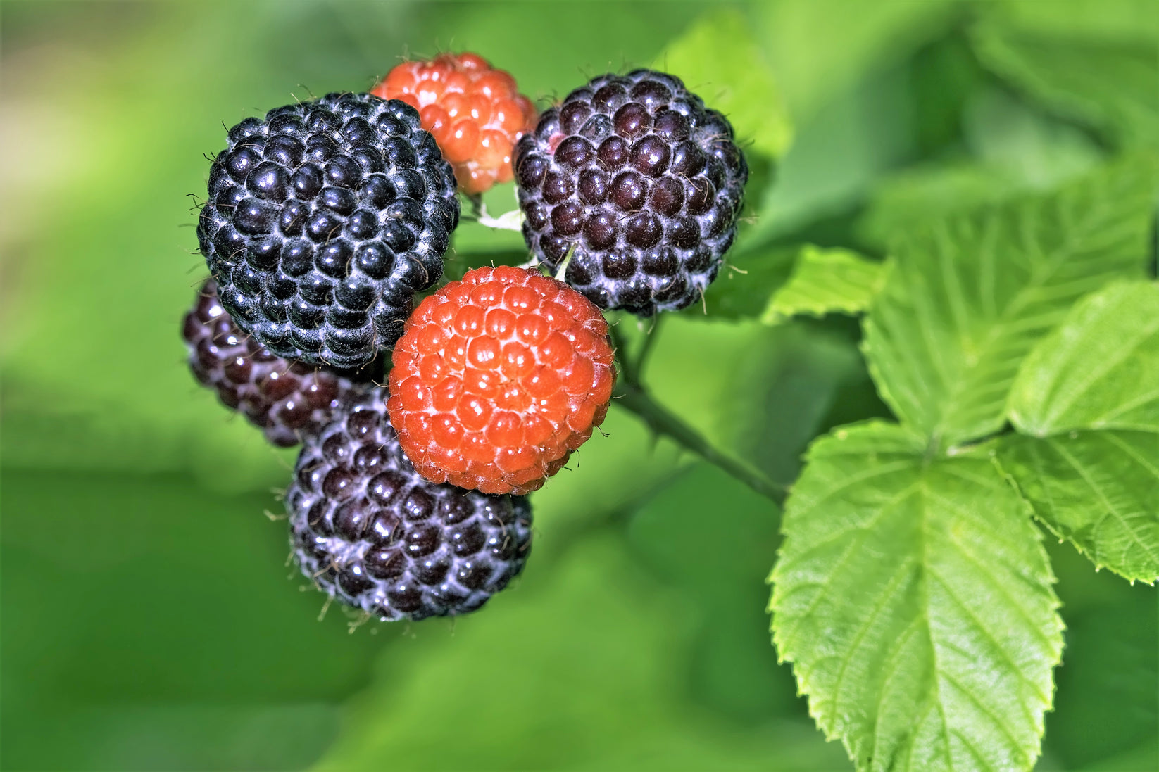 50 BLACK RASPBERRY Rubus Leucodermis Fruit Bush Vine Seeds – Seedville USA