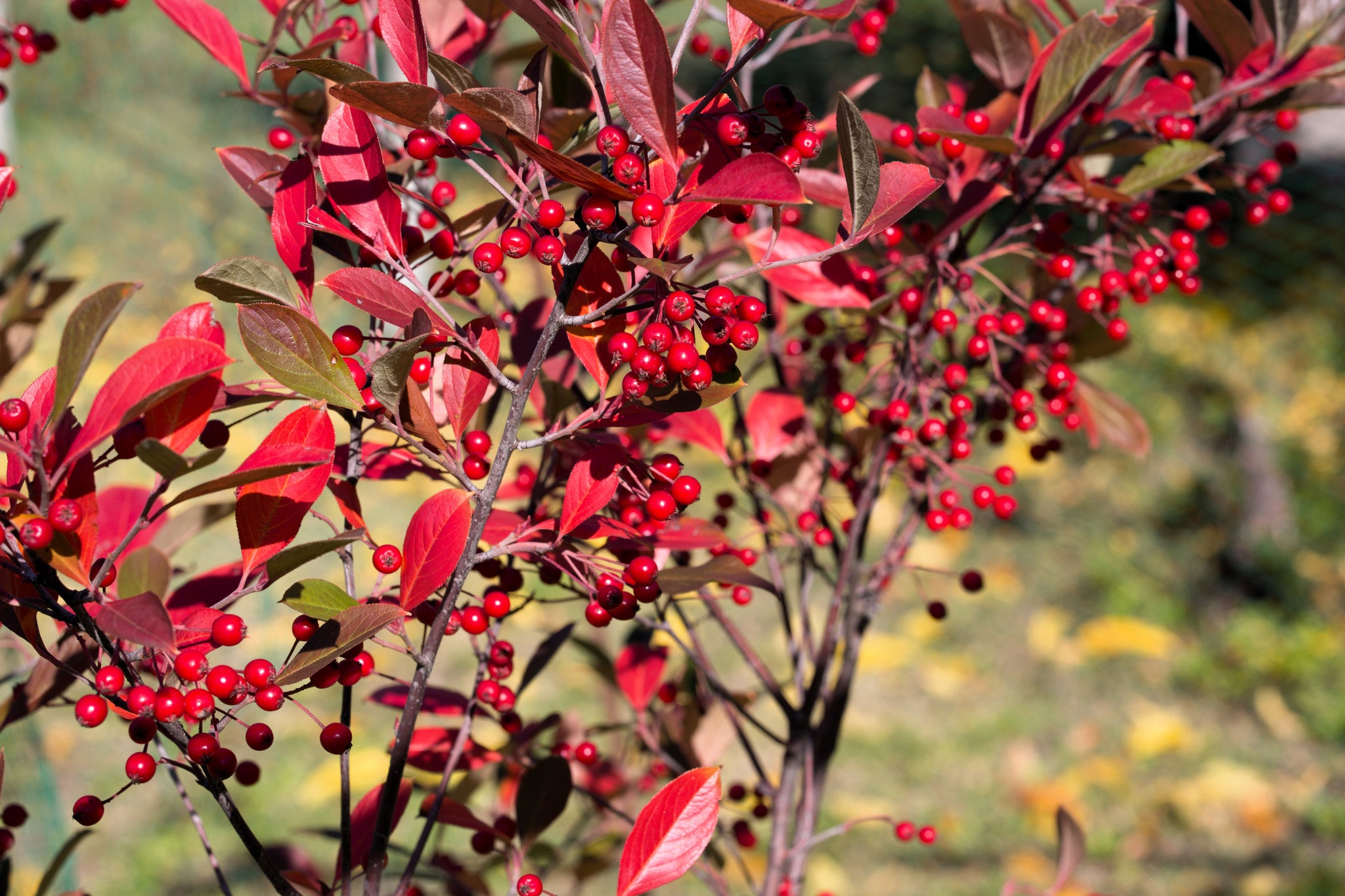50 RED CHOKEBERRY Aronia Arbutifolia White Flower Fruit Shrub Seeds ...