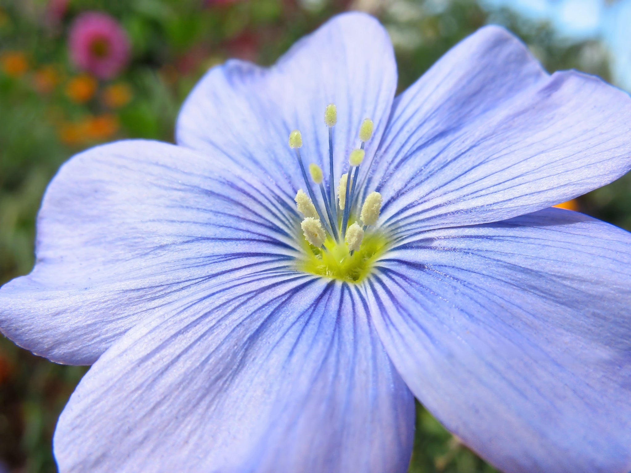 100 BLUE FLAX (Prairie Flax / Lewis Blue Flax) Linum Perenne Lewisii F ...