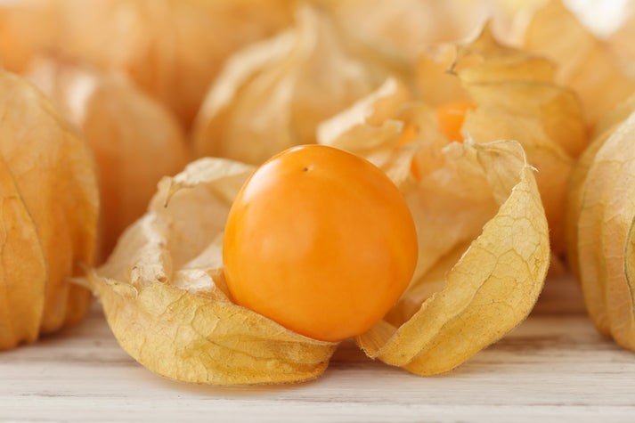 50 PERUVIAN GROUND CHERRY Physalis Peruviana Cape Gooseberry Fruit Veg ...