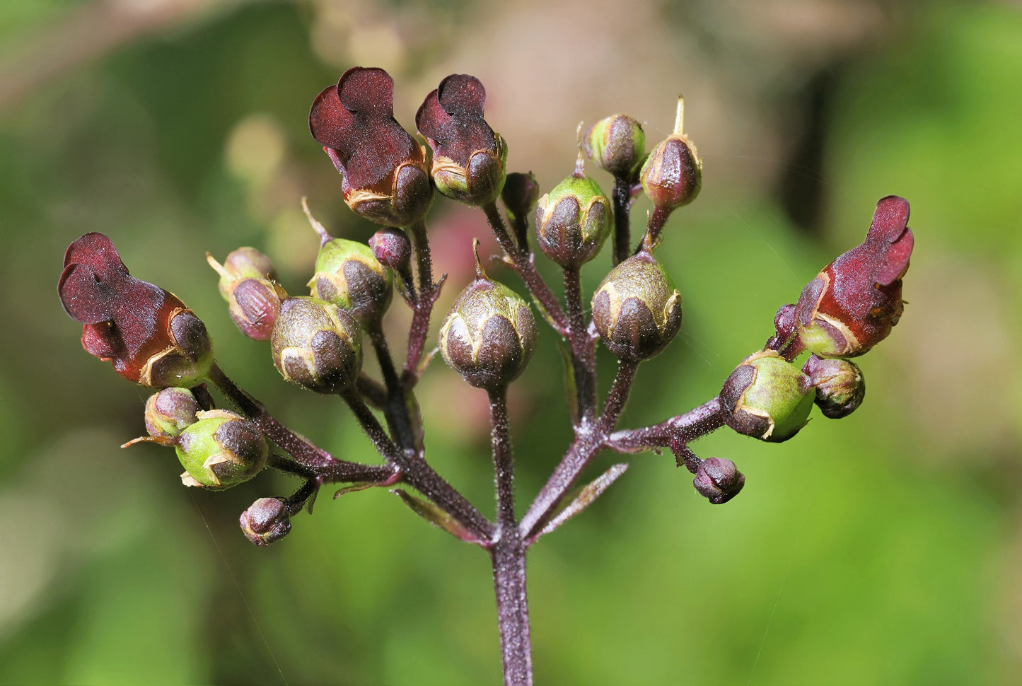1000 EASTERN FIGWORT (Late Figwort / Carpenters Square) Scrophularia M ...
