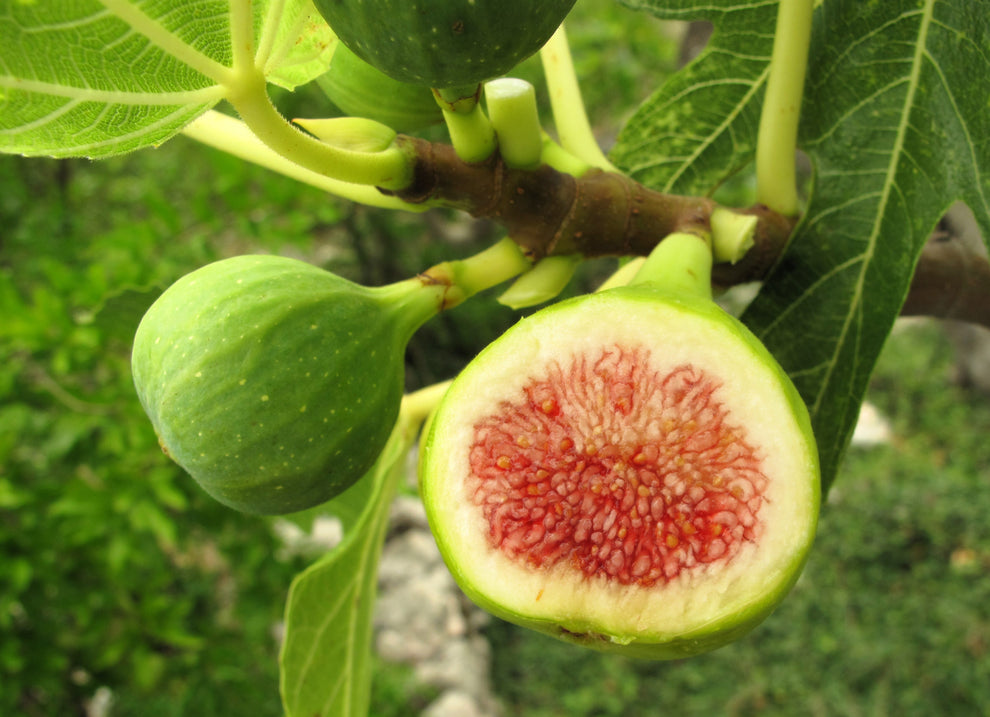 30 COMMON Edible FIG TREE Ficus Carica Purple Brown Skin Pink Flesh Fr ...