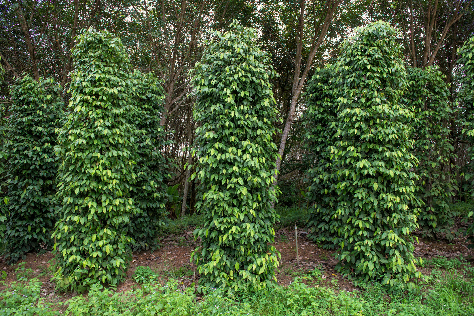 25 BLACK PEPPERCORN Black Pepper Piper Nigrum Spice Vine Seeds ...