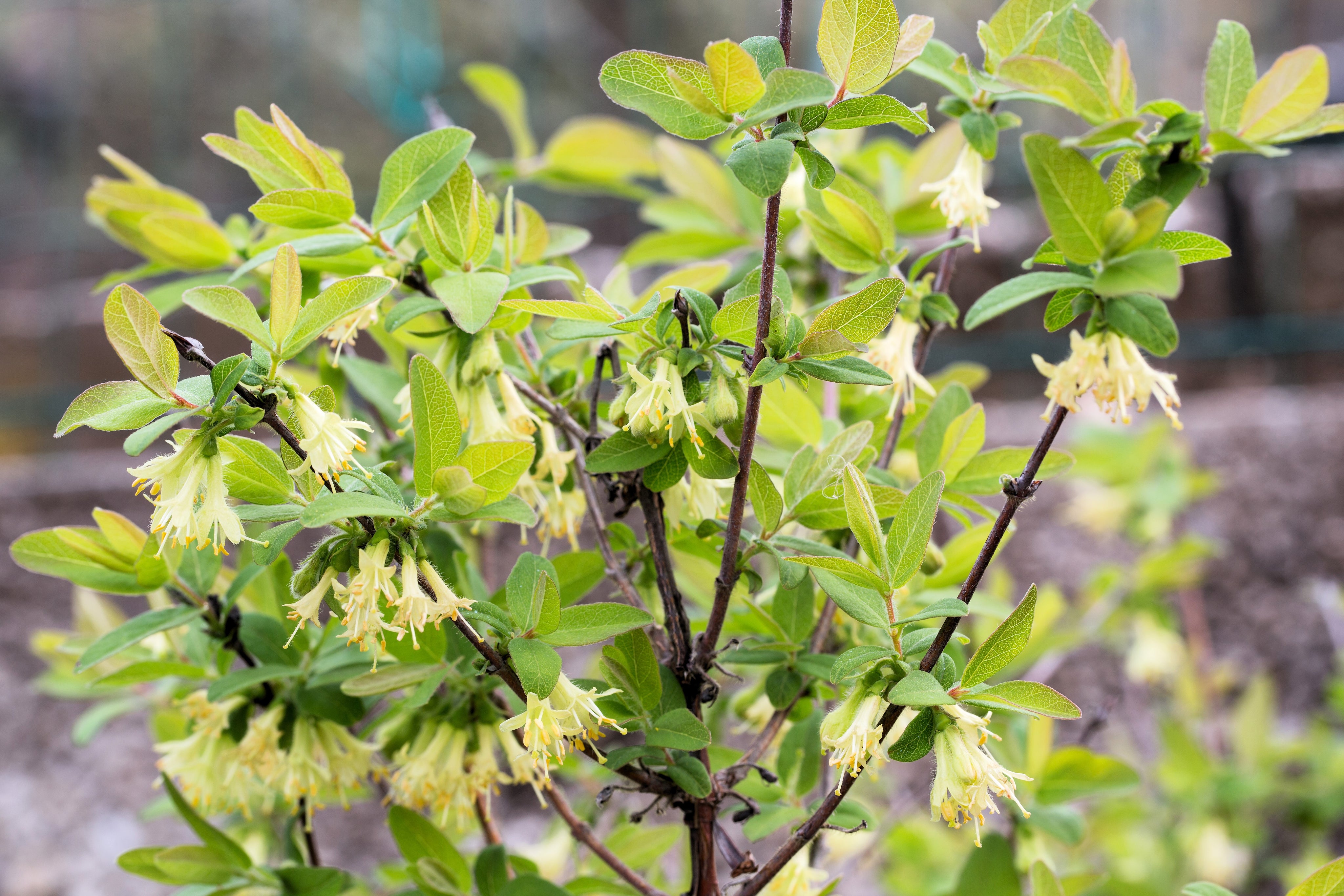 30 HONEYBERRY Blue Honeysuckle Lonicera Caerulea Edible Fruit Shrub Se ...