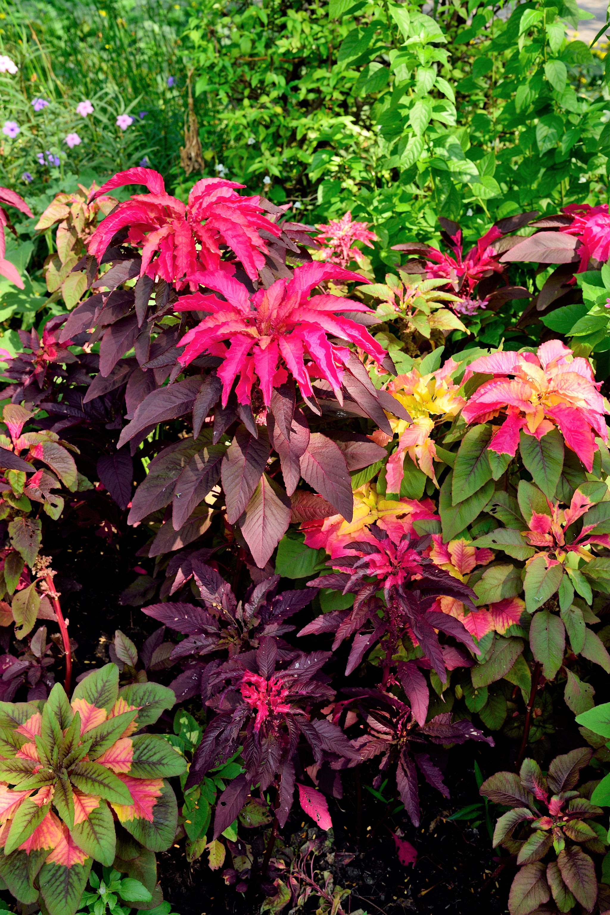 100 Tricolor EARLY SPLENDOR AMARANTHUS Hypochondricus Flower Seeds ...