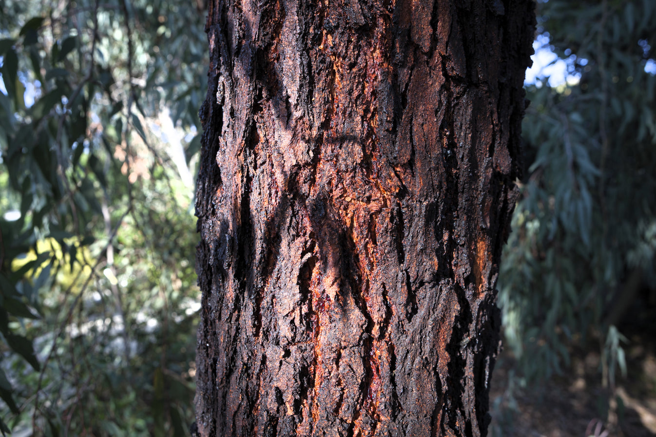 50 RED FLOWERING EUCALYPTUS Sideroxylon Mugga Ironbark Tree Seeds ...