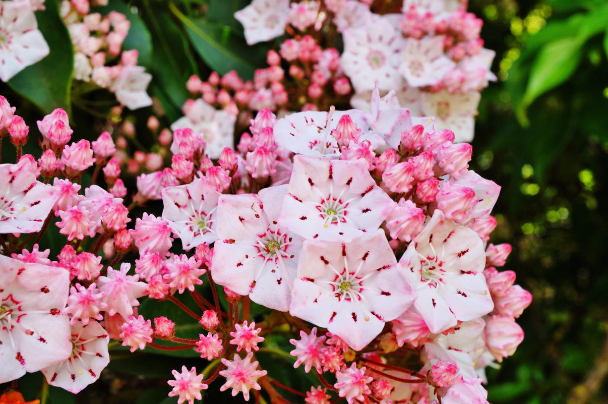 50 MOUNTAIN LAUREL White Pink Red Kalmia Latifolia Shrub Bush Seeds ...