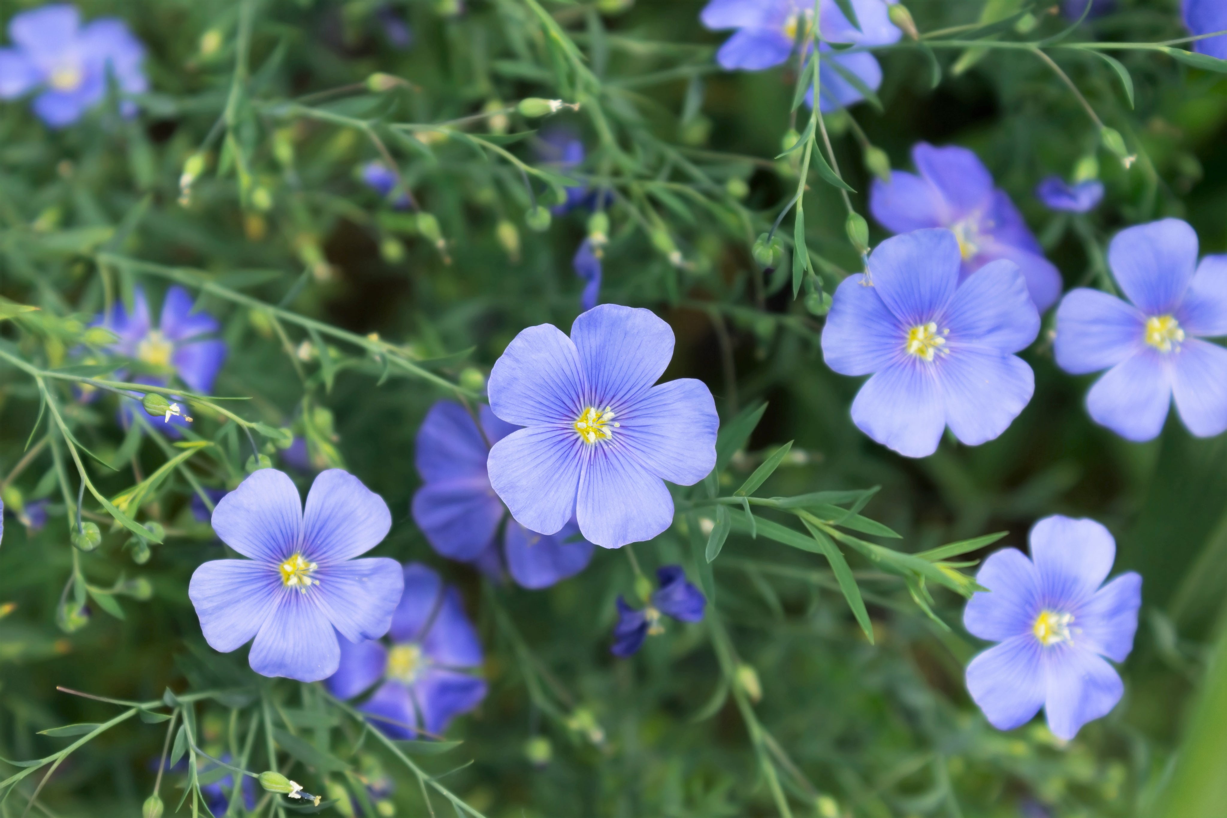 100 BLUE FLAX (Prairie Flax / Lewis Blue Flax) Linum Perenne Lewisii F ...
