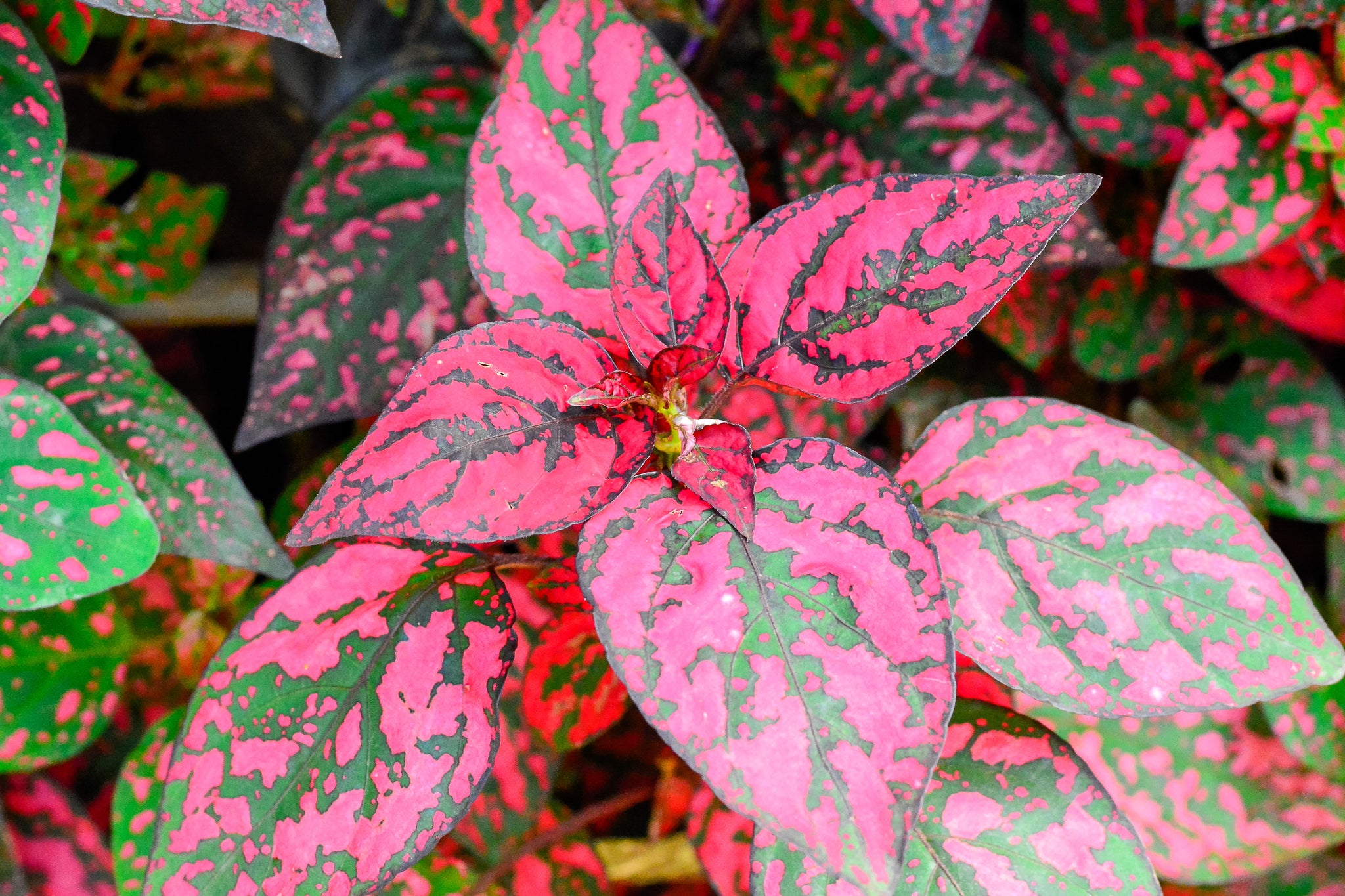 10 Dwarf ROSE Pink POLKA DOT PLANT Splash Select Hypoestes Phyllostach ...