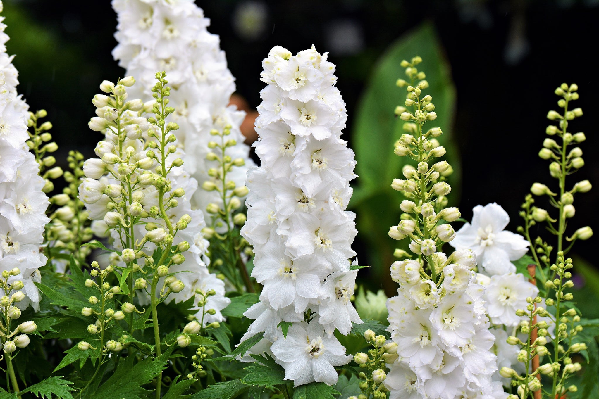 150 WHITE KING LARKSPUR Delphinium Consolida Giant Imperial Flower See ...
