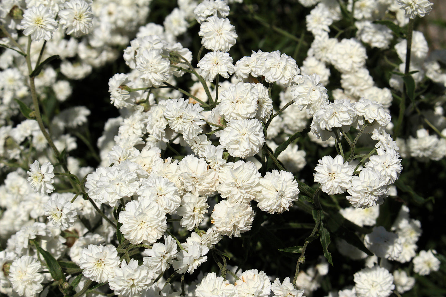 150 PEARL YARROW White Double Achillea Ptarmica Herb Flower Seeds ...