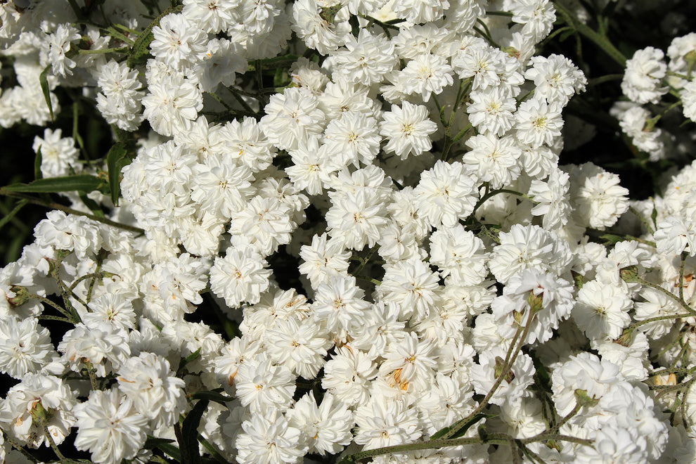 150 PEARL YARROW White Double Achillea Ptarmica Herb Flower Seeds ...
