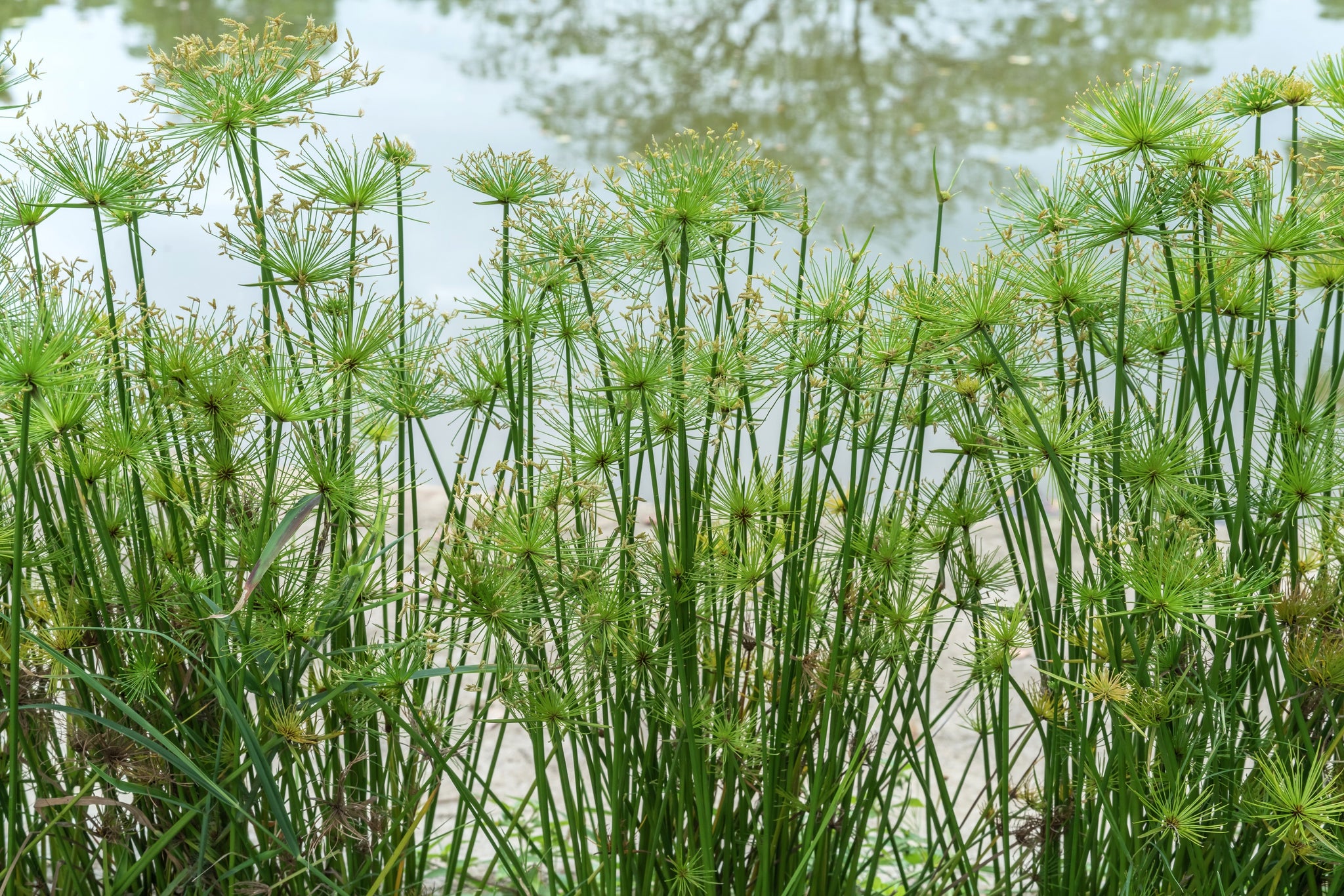20 Cyperus PAPYRUS Paper Reed Water Plant Egyptian Nile Grass Yellow F ...