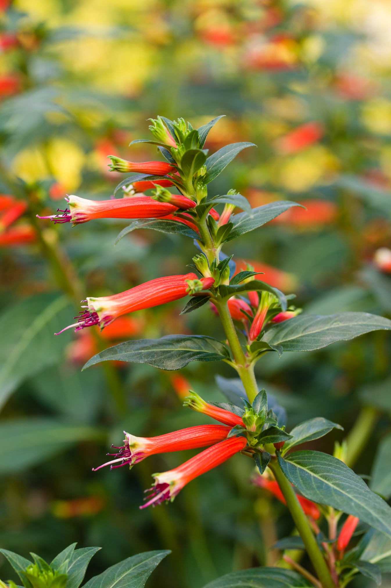 10 Red CIGAR PLANT Mexican Firecracker Cuphea Ignea Hummingbird Flower ...