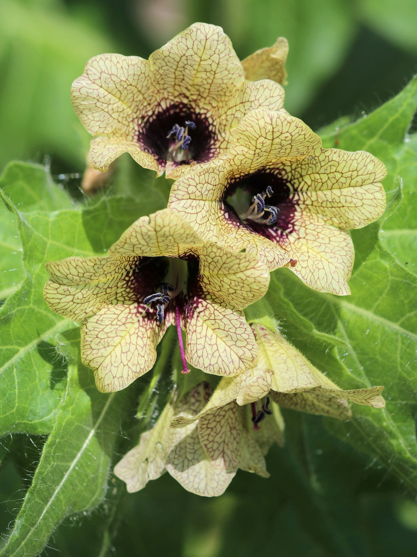 200 Black HENBANE Nightshade Hyoscyamus Niger Flower Seeds – Seedville USA