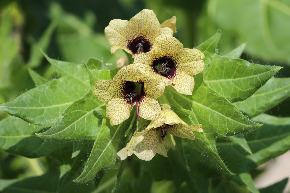 200 Black HENBANE Nightshade Hyoscyamus Niger Flower Seeds – Seedville USA