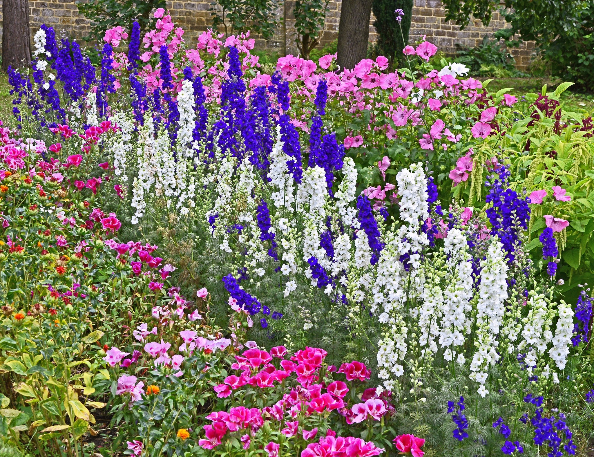 100 ROCKET LARKSPUR DELPHINIUM Consolida Giant Imperial Mixed Colors F ...