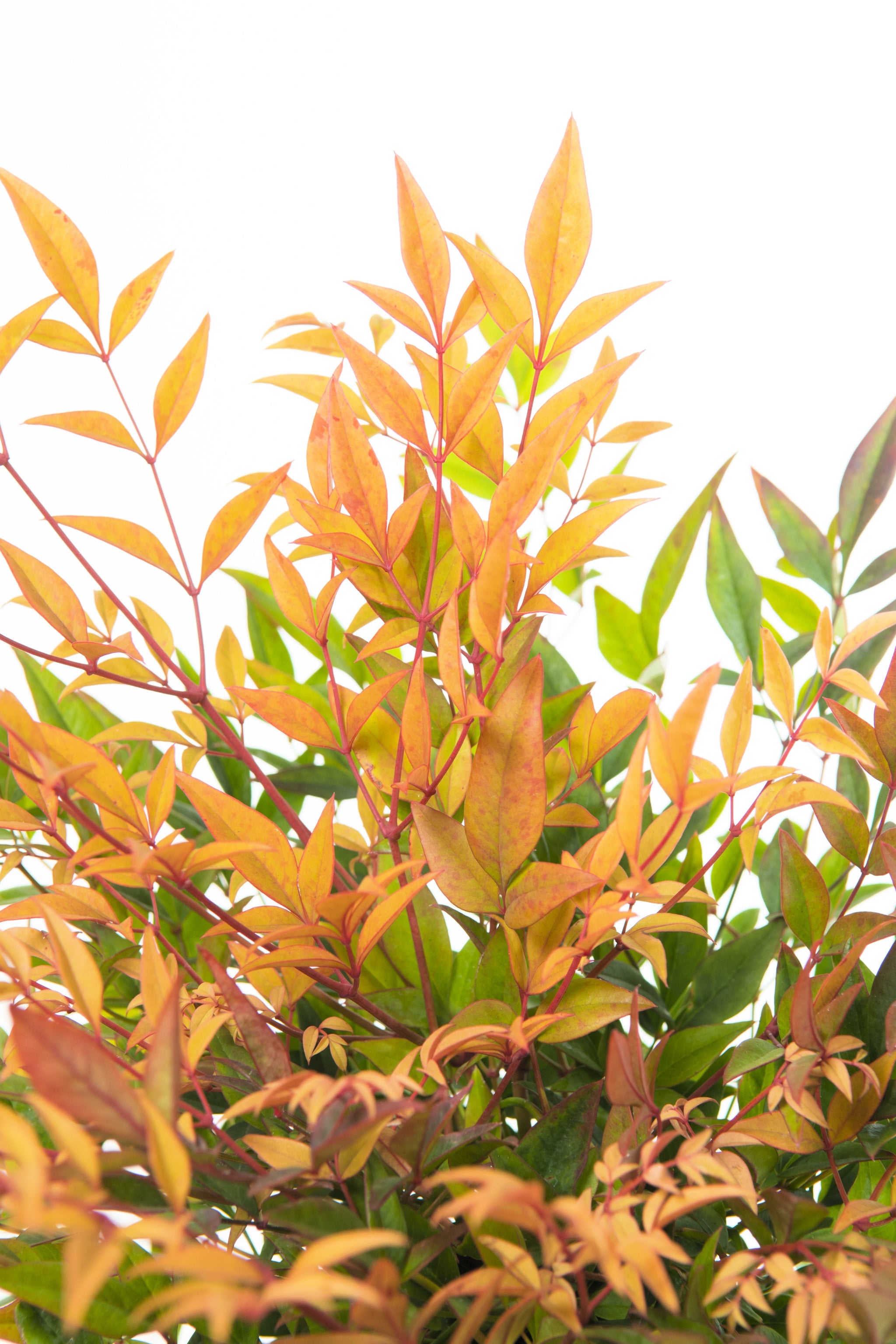 50 HEAVENLY BAMBOO Sacred Nandina Domestica Pink Red Sun Shade Shrub S ...