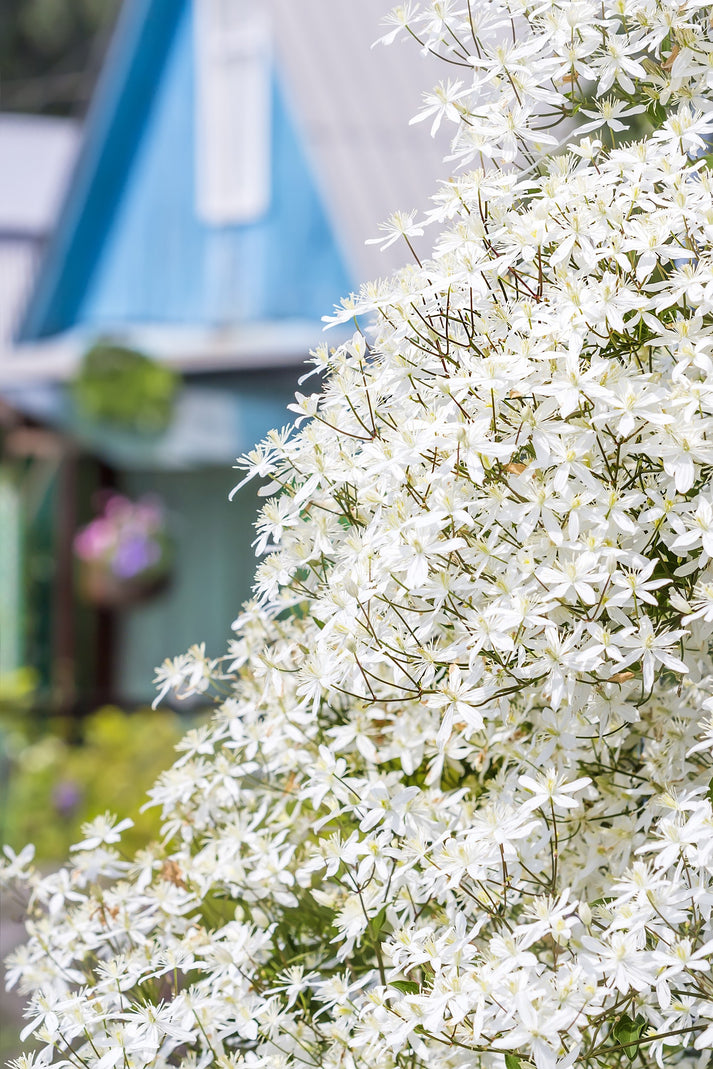 20 SWEET AUTUMN CLEMATIS Paniculata Fragrant Flower Vine Seeds ...