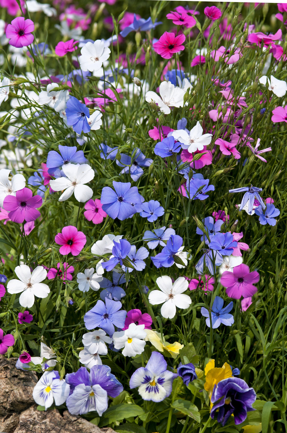 500 Oculata MIXED COLORS VISCARIA (Rose of Heaven / Rose Angel) Silene ...