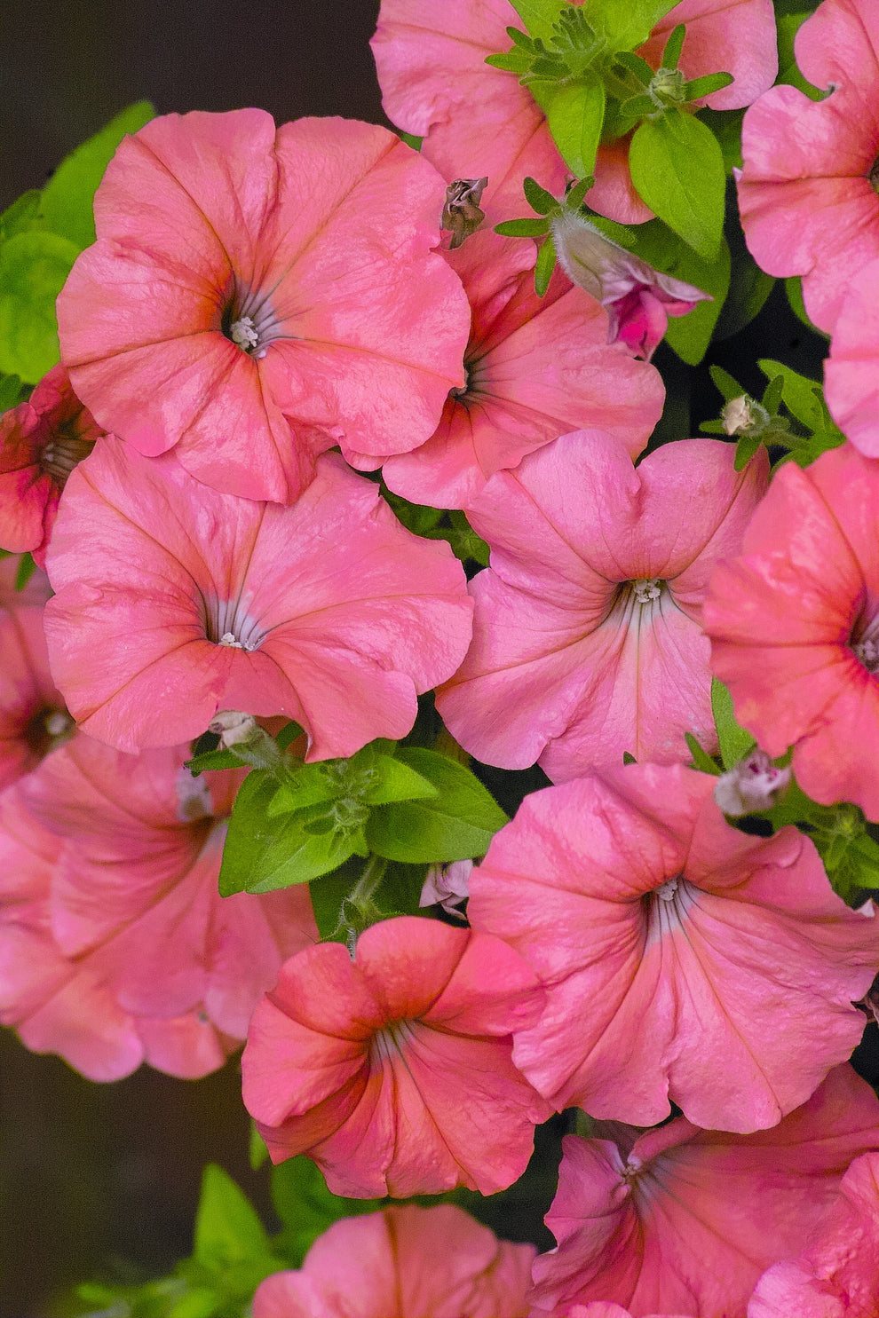 25 SALMON PETUNIA Grandiflora Flower Seeds – Seedville USA