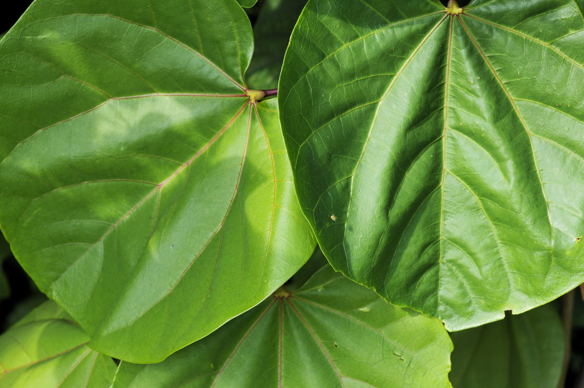 40 GIANT REDBUD TREE Cercis Gigantea Pink Purple Flower Seeds ...