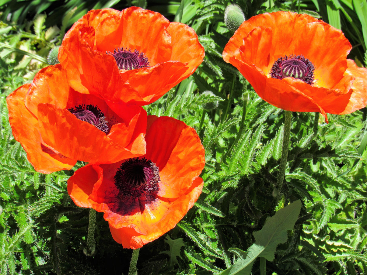100 PRINCE of ORANGE POPPY Oriental Poppy Papaver Orientale Perennial ...