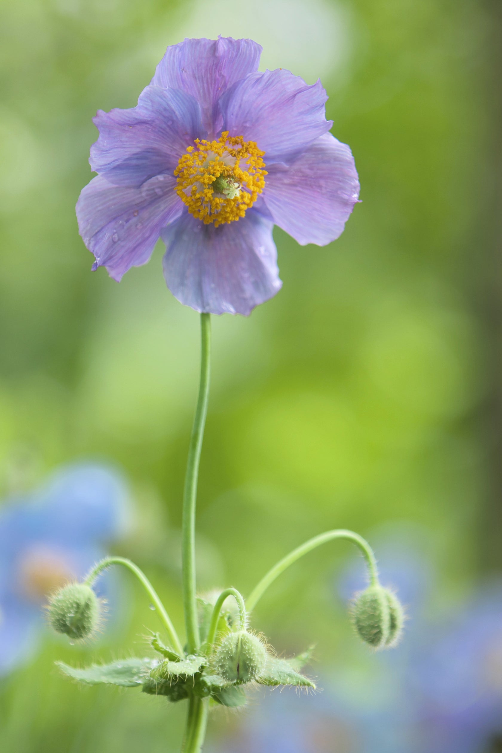 10 VIOLET HIMALAYAN POPPY Meconopsis Betonicifolia Purple Hensol Flowe ...