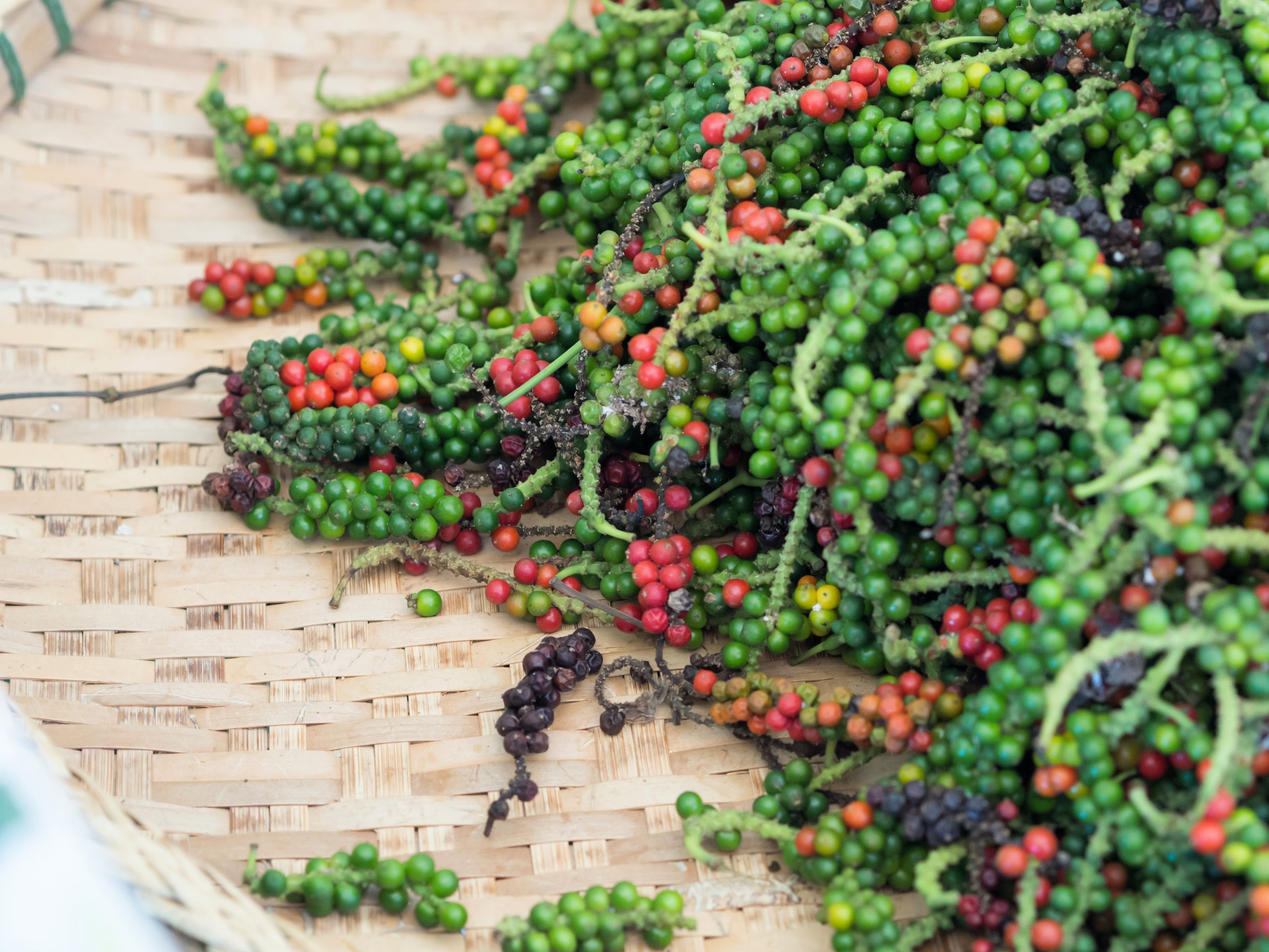 Peppercorn Plant Seeds