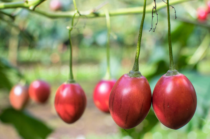 10 TAMARILLO / TREE TOMATO Cyphomandra Betacea Solanum Fruit Tree Seed ...