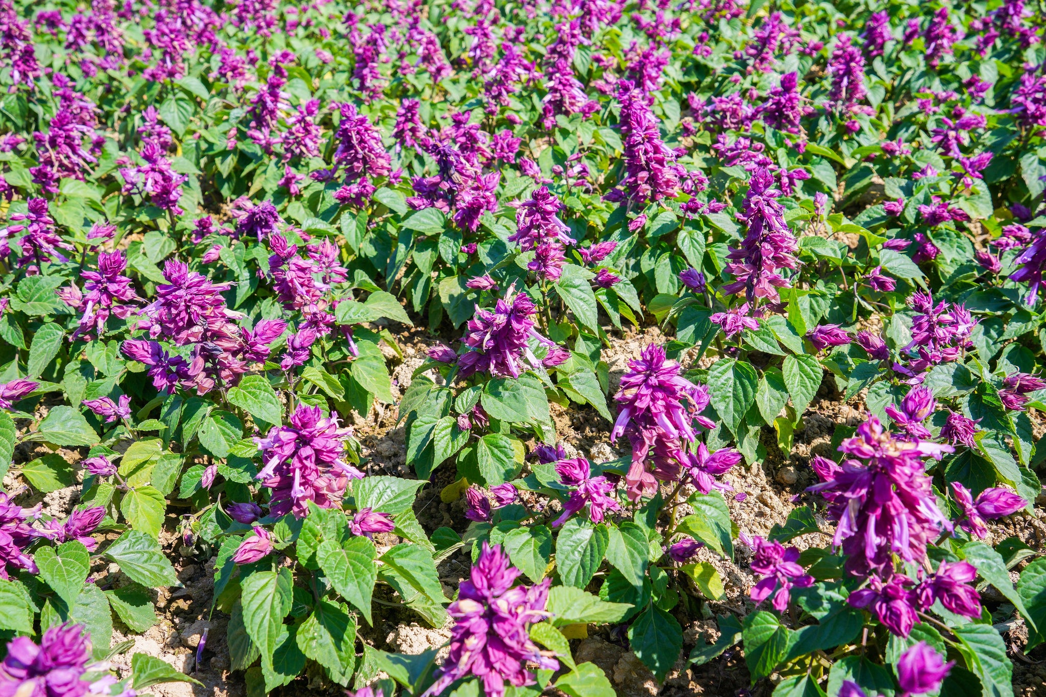 20 BRIGHT PURPLE SALVIA Splendens Scarlet Sage Flower Seeds – Seedville USA