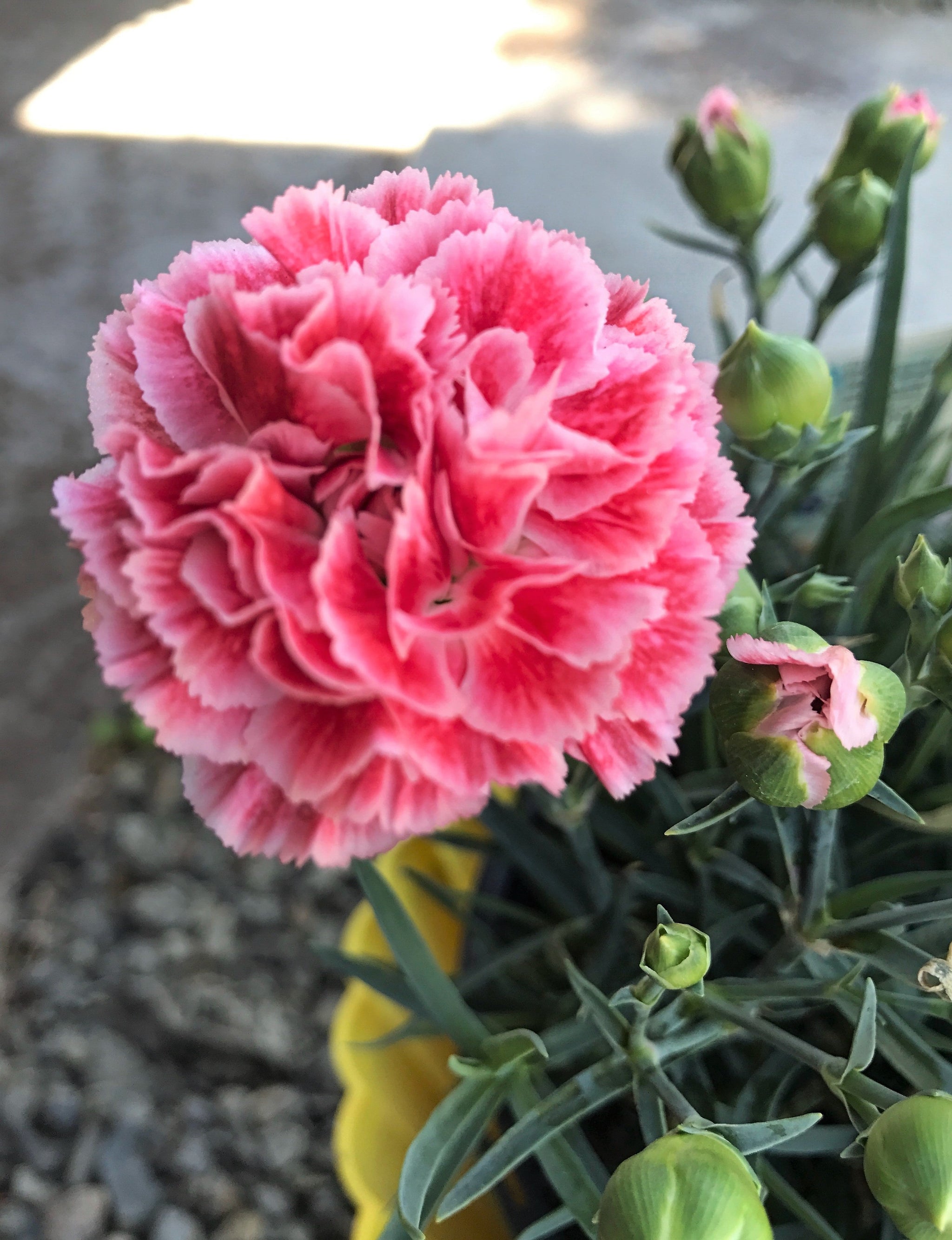 50 PICOTEE MIX CARNATION Dianthus Caryophyllus Double Bicolor Striped ...