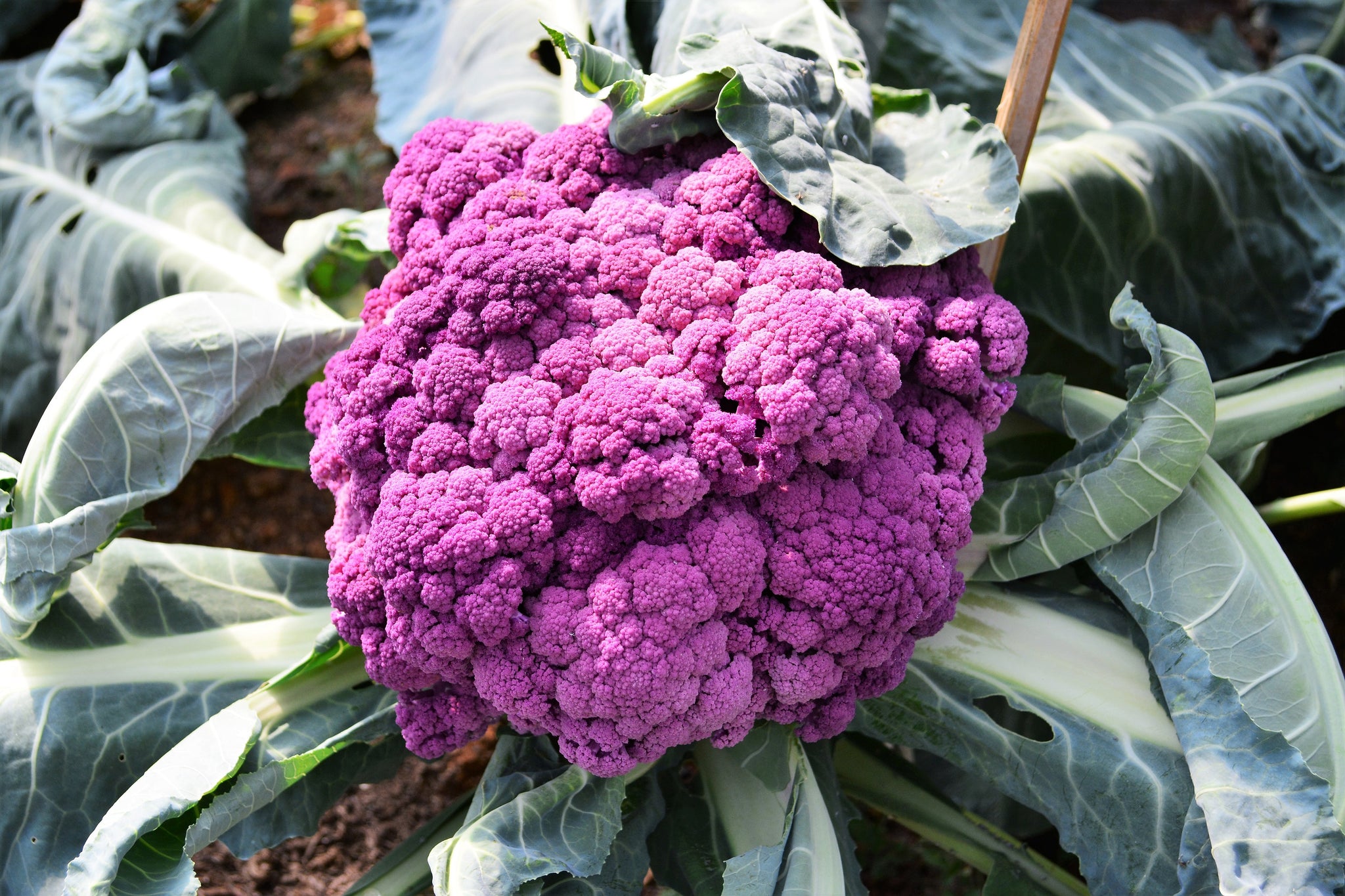 25 PURPLE CAULIFLOWER Violet Queen Brassica Oleracea Botrytis Vegetabl ...