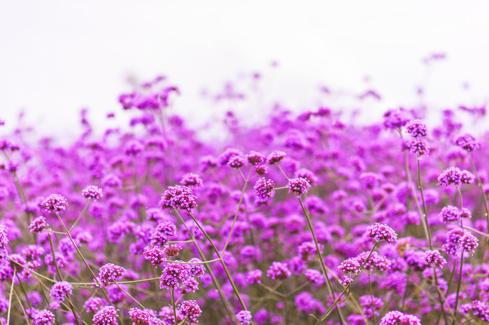 250 COMMON VERVAIN Verbena Officinalis European Herb Pink Purple Flowe ...