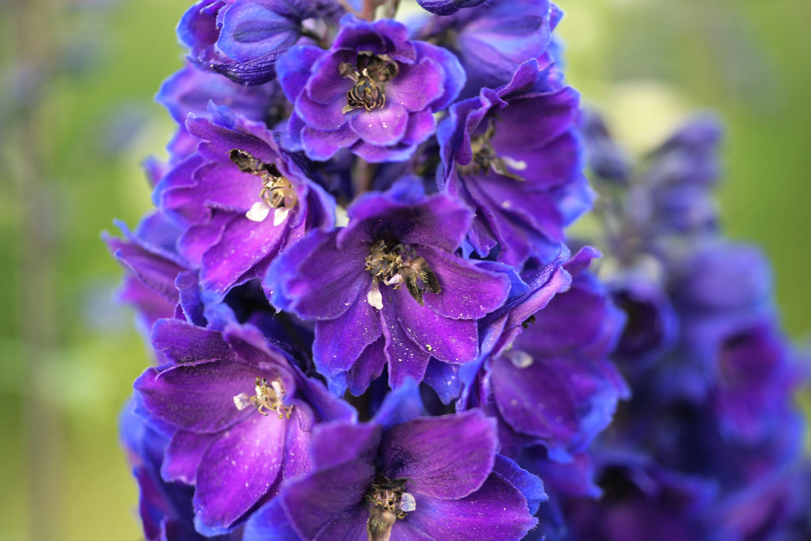 100 BLUE SPIRE LARKSPUR Delphinium Consolida Ambigua Ajacis Flower See ...